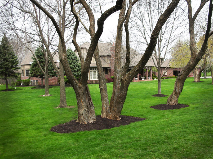 A Guide to Exposed Tree Roots | By The Blade